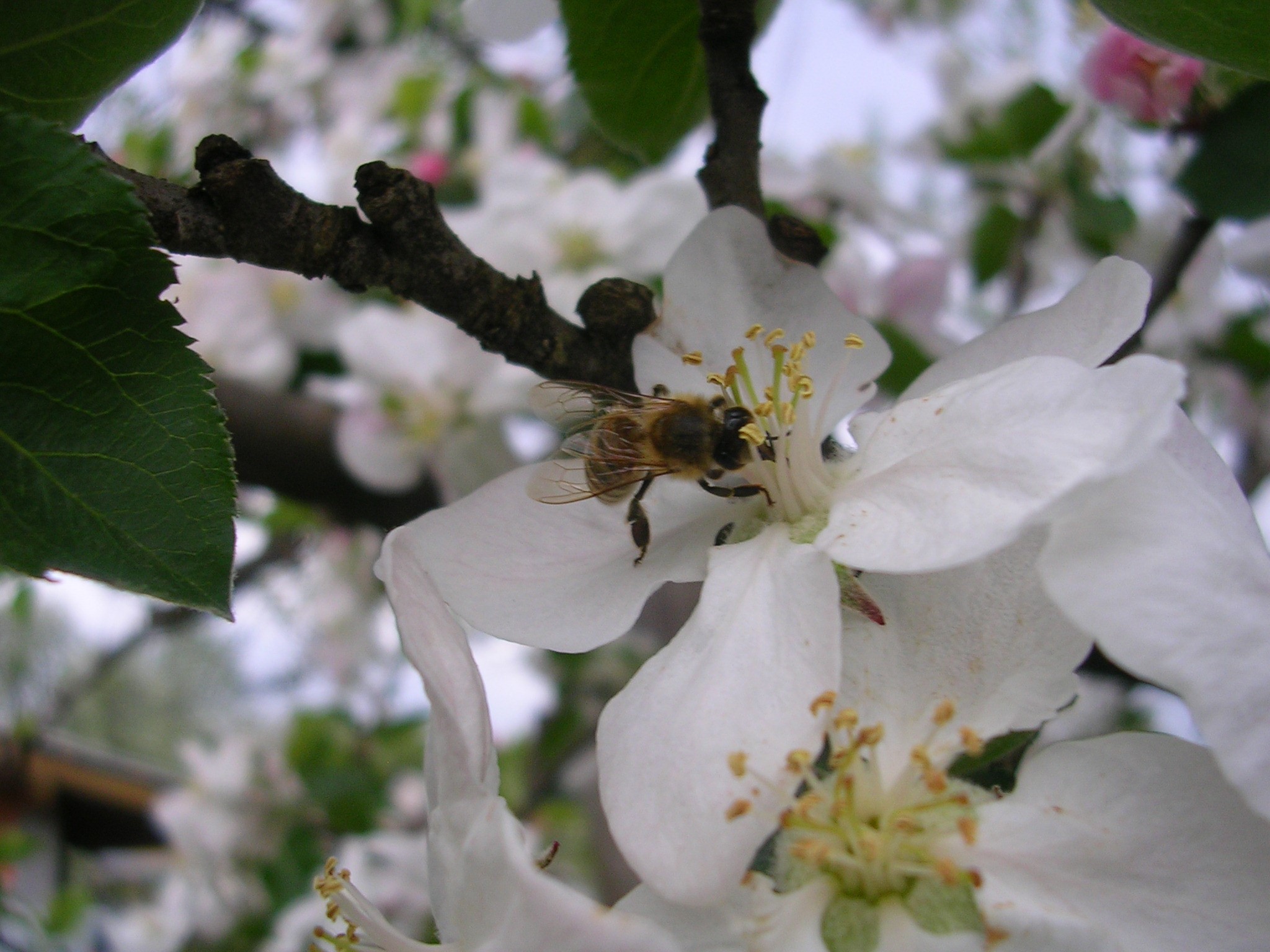 Sampling the Flavors of Phylo-Fusion | Tasting the Tree of Life