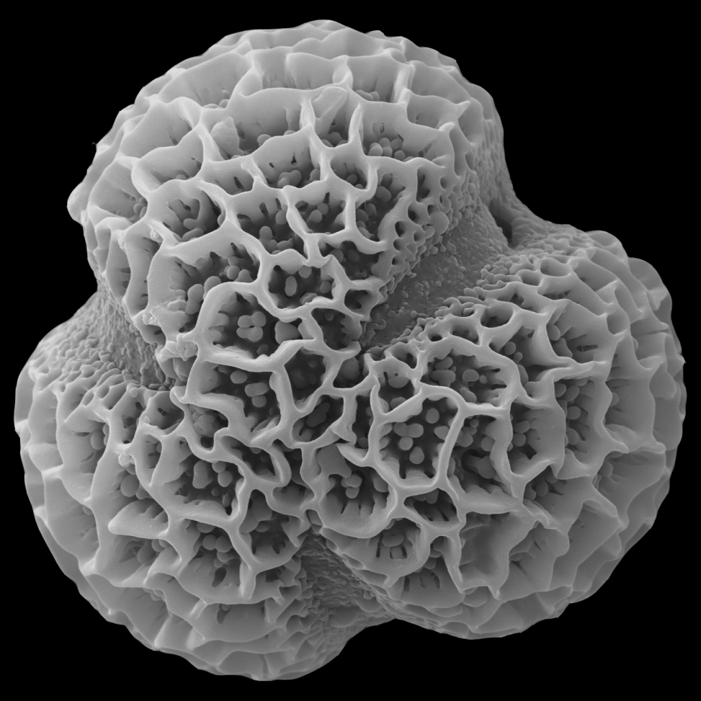 Sampling the Flavors of Phylo-Fusion | Tasting the Tree of Life